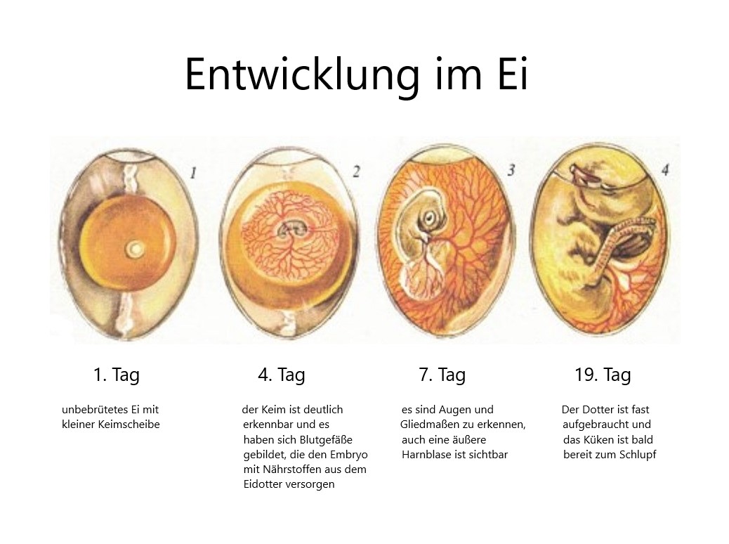 Vom Ei zum Küken - das Siepmann-Brutevent
