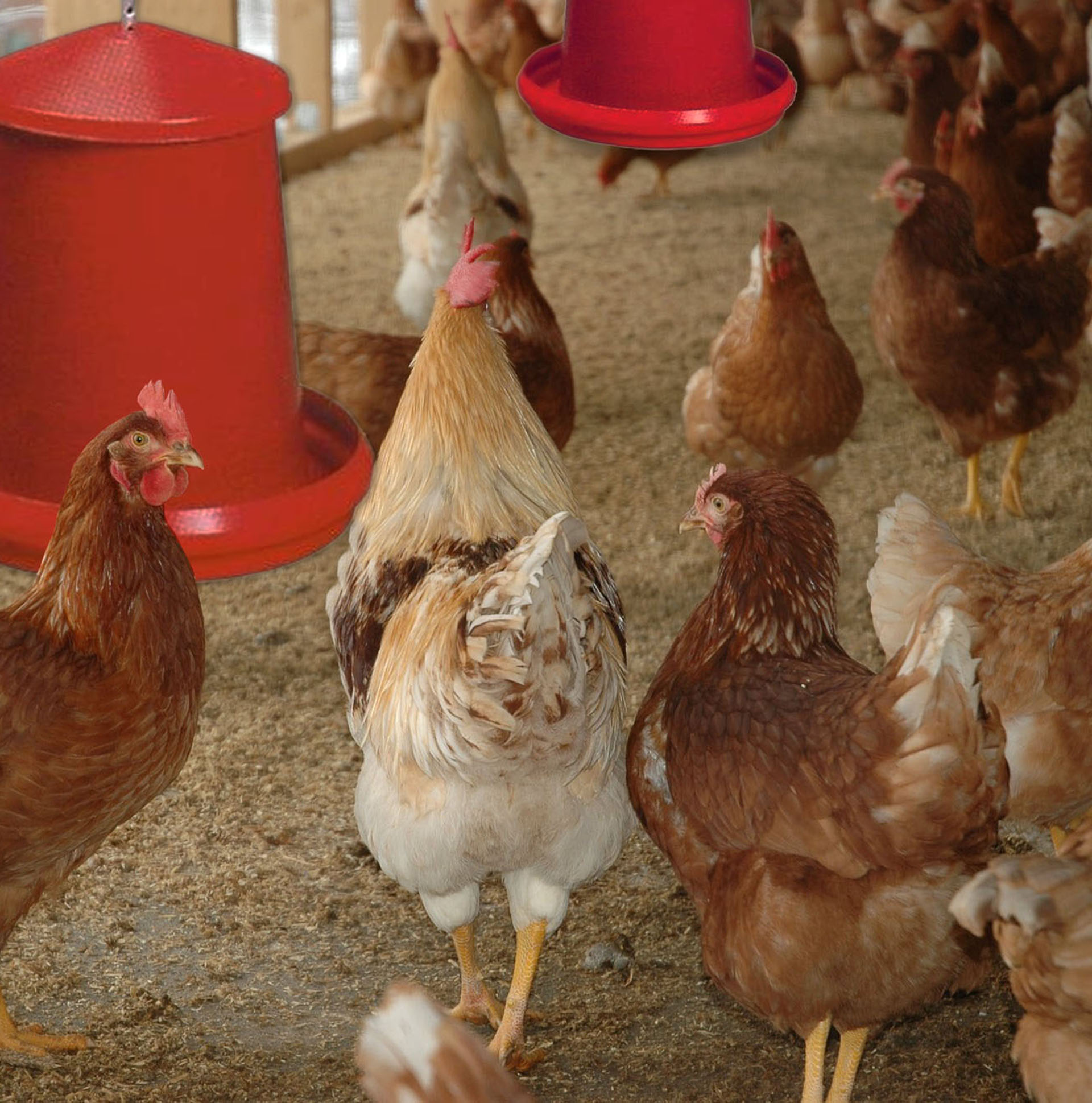 Futtermittel_Geflügel bei Siepmann.net