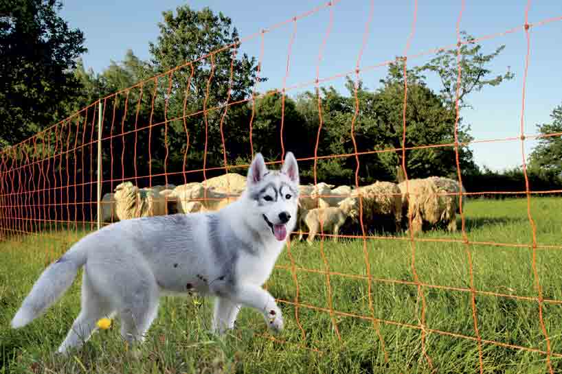 Wolfsabwehr - Wolfzaun - So schützen Sie Ihre Tiere richtig.